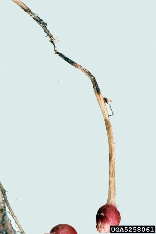 Rhizoctonia damping-off, blight and rot (Rhizoctonia solani J.G. Kühn)