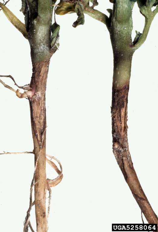 Rhizoctonia damping-off, blight and rot (Rhizoctonia solani J.G. Kühn)