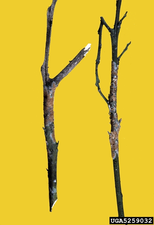 felt fungi (Septobasidium pseudopedicellatum)