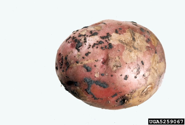 Black Spots On Russet Potatoes What's Wrong With My Plant? : Garden