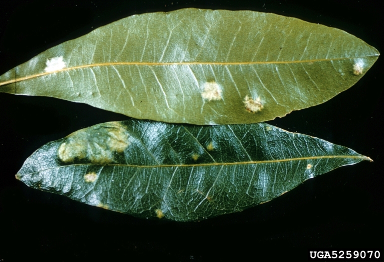 oak leaf blister (Taphrina caerulescens (Desmaz. & Mont.) Tul.)