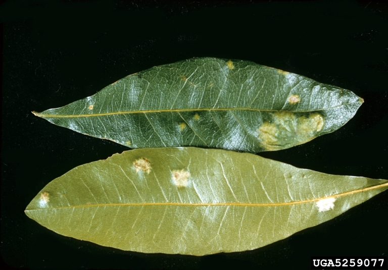 oak leaf blister (Taphrina caerulescens (Desmaz. & Mont.) Tul.)