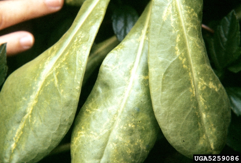 cucumber mosaic virus (CMV) (Cucumovirus CMV)