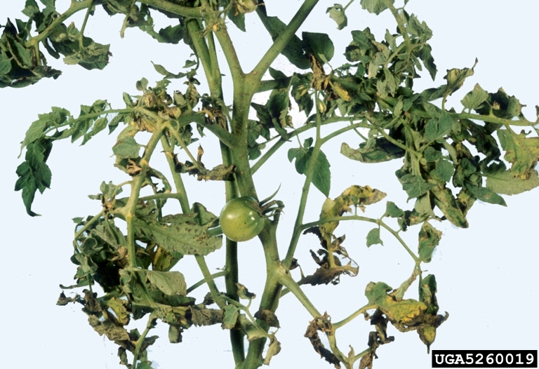 bacterial spot (Xanthomonas vesicatoria)