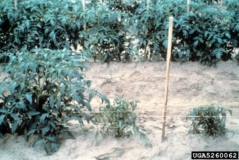 tomato spotted wilt virus (TSWV) (Tospovirus Tomato spotted wilt virus)