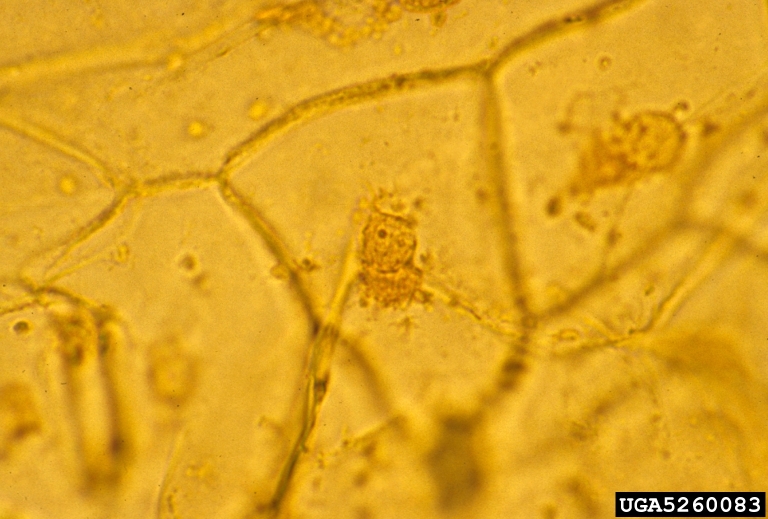 peanut mottle virus (PeMoV), Potyvirus PeMoV (Unassigned single ...