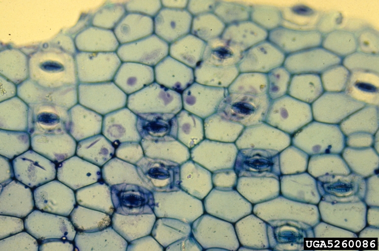 tobacco mosaic virus (TMV) (Tobamovirus Tobacco mosaic virus)
