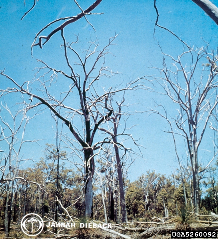 Phytophthora root rot (Phytophthora cinnamomi ) on eucalyptus ...