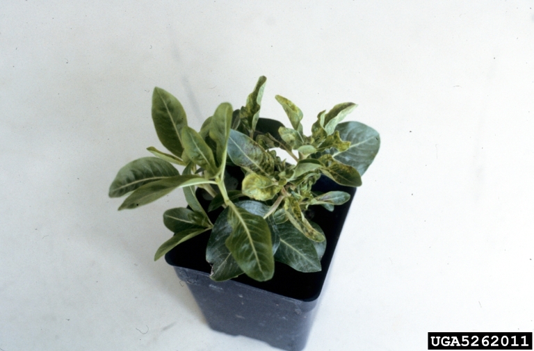 tomato spotted wilt virus (TSWV) (Tospovirus Tomato spotted wilt virus)