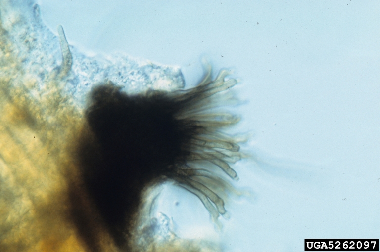 leaf spot (Passalora sequoiae (Ellis & Everh.) Y.L. Guo & W.H. Hsieh)