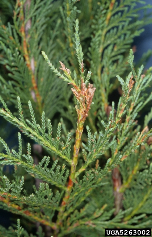 leaf spot (Passalora sequoiae (Ellis & Everh.) Y.L. Guo & W.H. Hsieh)