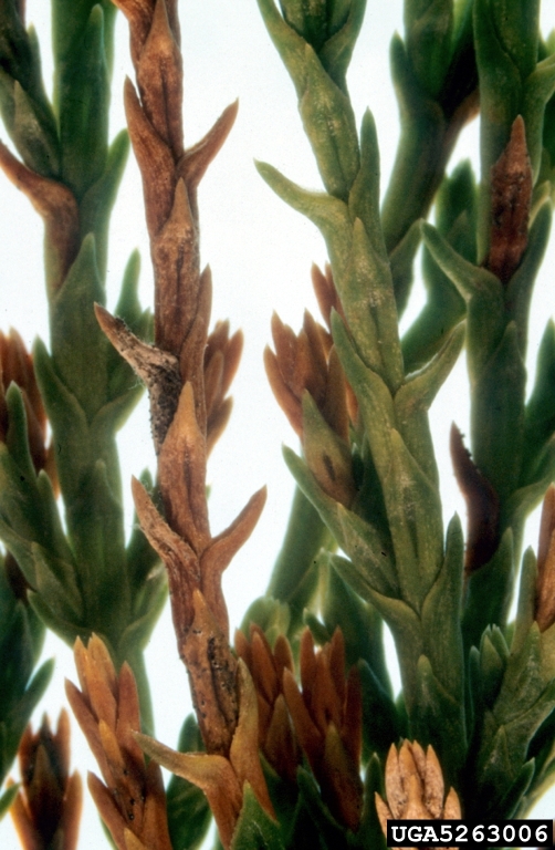 leaf spot (Passalora sequoiae (Ellis & Everh.) Y.L. Guo & W.H. Hsieh)