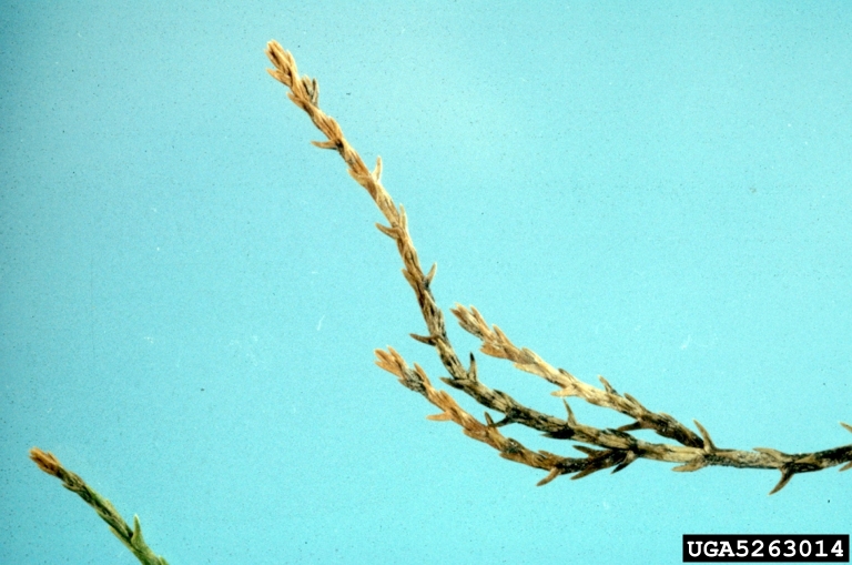 leaf spot (Passalora sequoiae (Ellis & Everh.) Y.L. Guo & W.H. Hsieh)