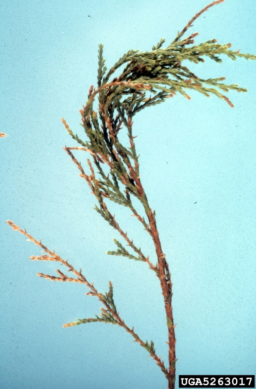 leaf spot (Passalora sequoiae (Ellis & Everh.) Y.L. Guo & W.H. Hsieh)