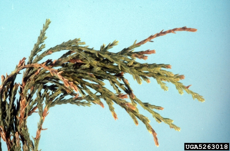 leaf spot (Passalora sequoiae (Ellis & Everh.) Y.L. Guo & W.H. Hsieh)
