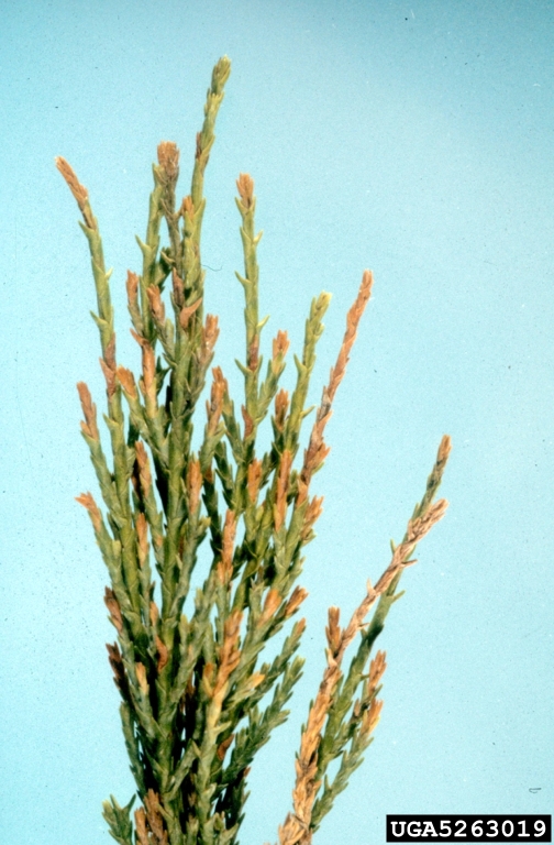 leaf spot (Passalora sequoiae (Ellis & Everh.) Y.L. Guo & W.H. Hsieh)