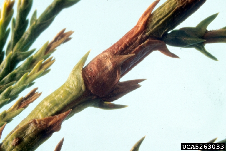 leaf spot (Passalora sequoiae (Ellis & Everh.) Y.L. Guo & W.H. Hsieh)