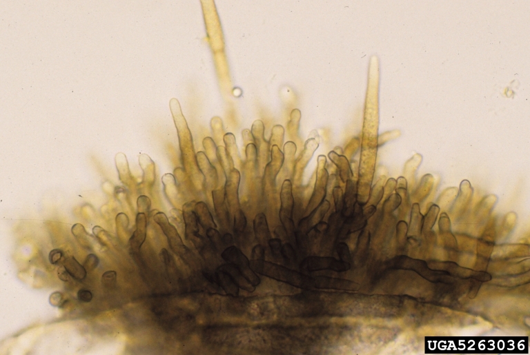 leaf spot (Passalora sequoiae (Ellis & Everh.) Y.L. Guo & W.H. Hsieh)