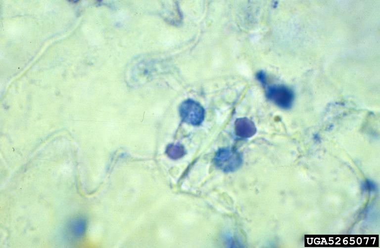 tomato spotted wilt virus (TSWV) (Tospovirus Tomato spotted wilt virus)