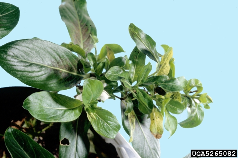 tomato spotted wilt virus (TSWV) (Tospovirus Tomato spotted wilt virus)