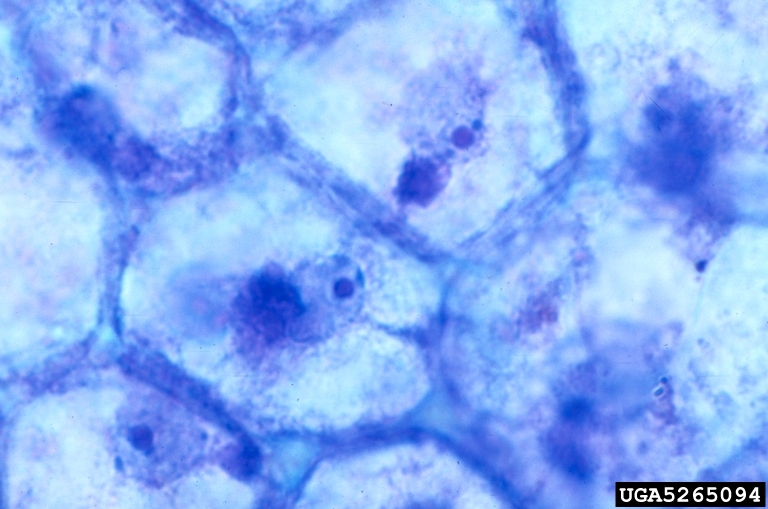 tomato spotted wilt virus (TSWV) (Tospovirus Tomato spotted wilt virus)