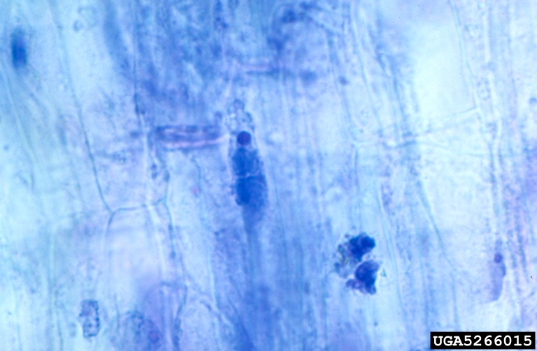 tomato yellow leaf curl virus (TYLCV) (Begomovirus Tomato yellow leaf ...