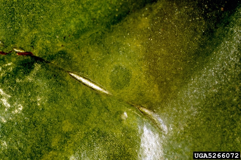 tomato mosaic virus (ToMV) (Tobamovirus Tomato mosaic virus)