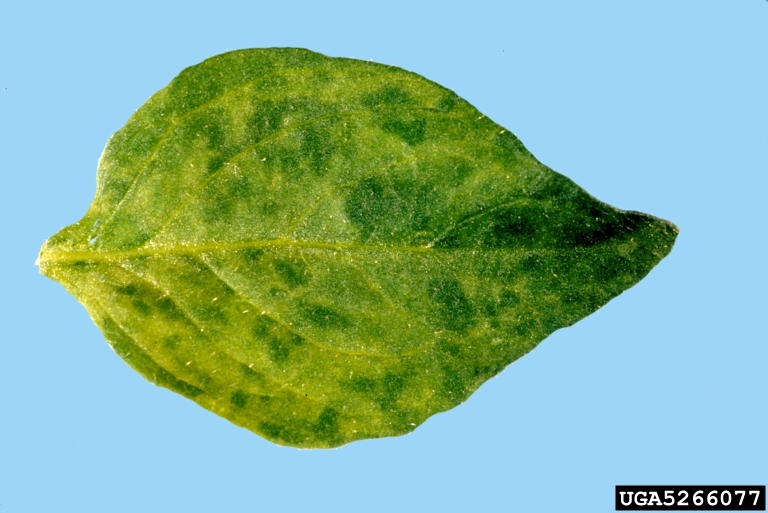 cucumber mosaic virus (CMV) (Cucumovirus CMV)