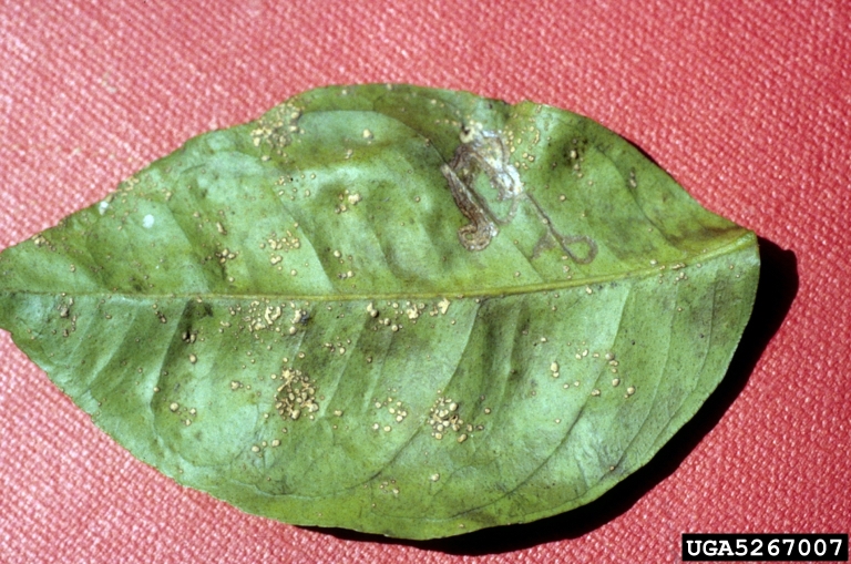 sour orange scab (Elsinoe fawcettii Bitanc. & Jenkins)