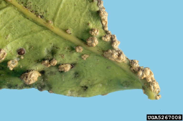 sour orange scab (Elsinoe fawcettii Bitanc. & Jenkins)