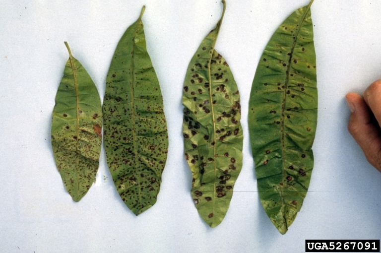 myrtle rust (Austropuccinia psidii)