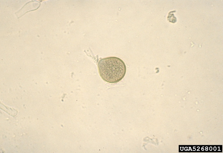 guava rust (Puccinia psidii ) on guava (Psidium spp. ) - 5268001