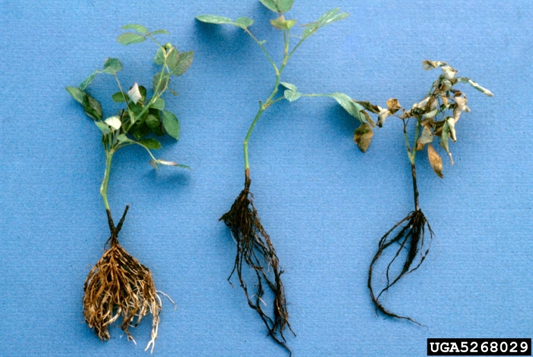 black root rot (Thielaviopsis basicola)