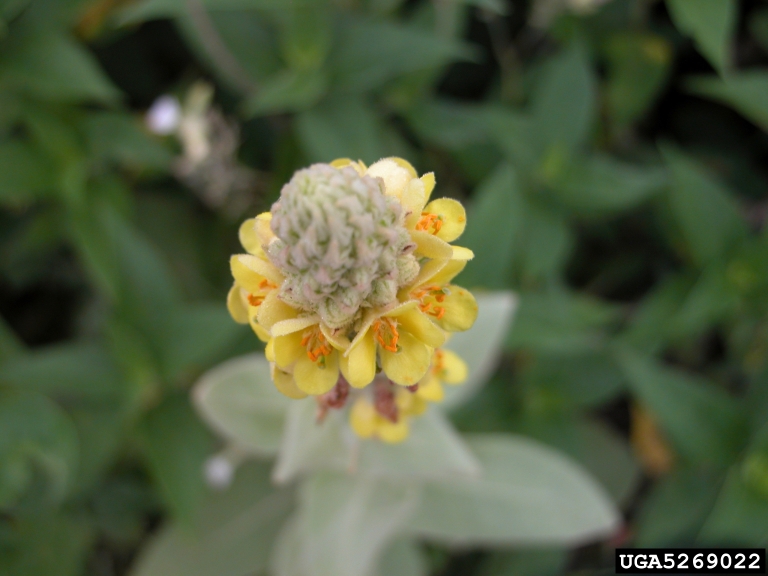 common mullein (Verbascum thapsus L.)