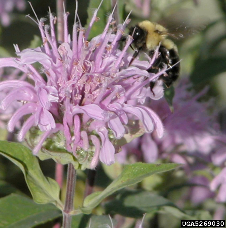 wild bergamot (Monarda fistulosa)