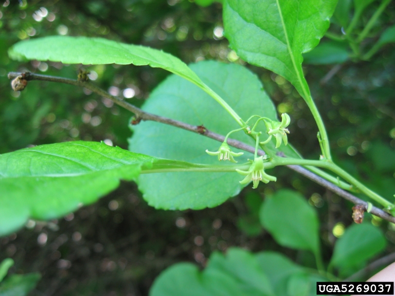 round leaf bittersweet (Celastrus orbiculatus Thunb.)