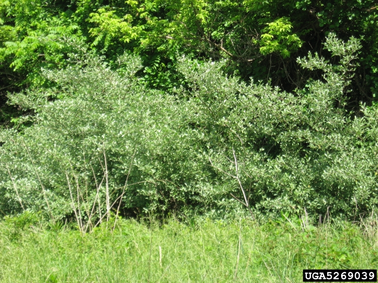 autumn olive (Elaeagnus umbellata Thunb.)