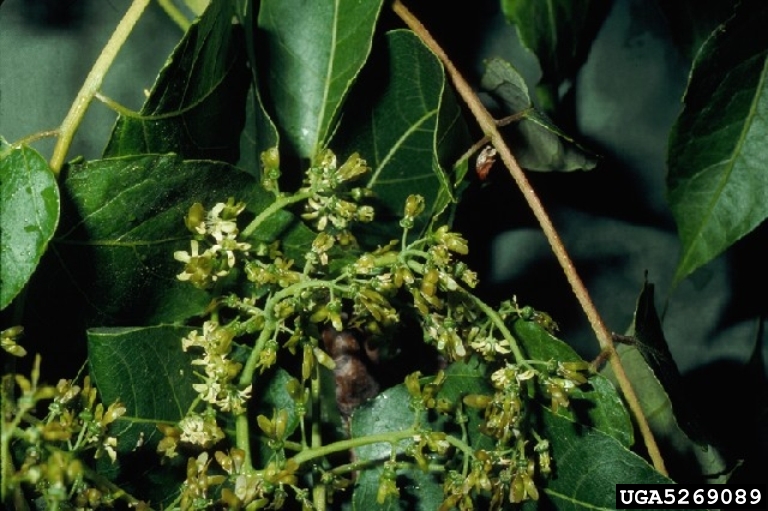 tree-of-heaven (Ailanthus altissima (P. Mill.) Swingle)