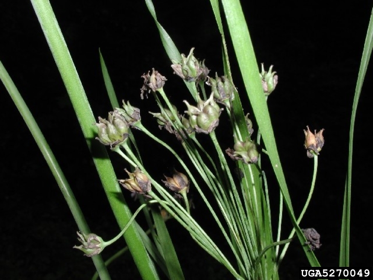 flowering rush (Butomus umbellatus L.)