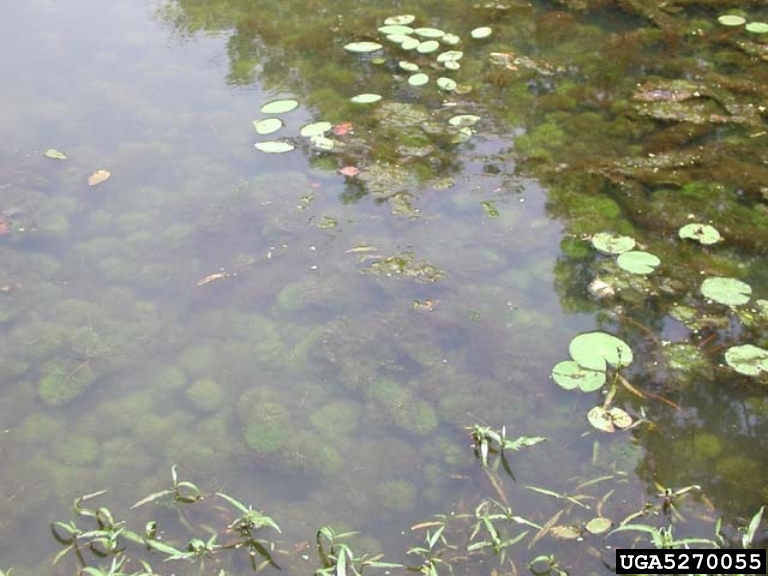 Carolina fanwort, fanwort (Cabomba caroliniana A. Gray)