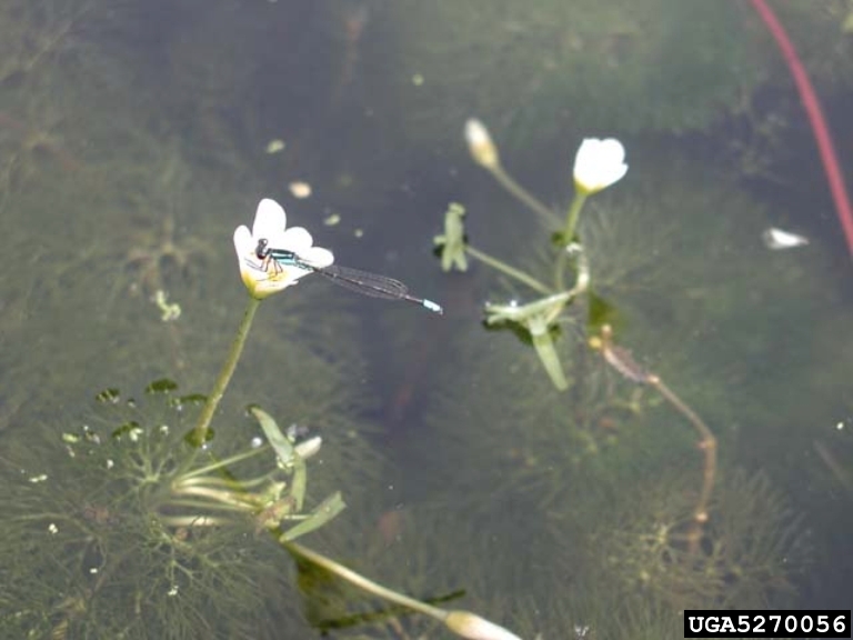 Carolina fanwort, fanwort (Cabomba caroliniana A. Gray)