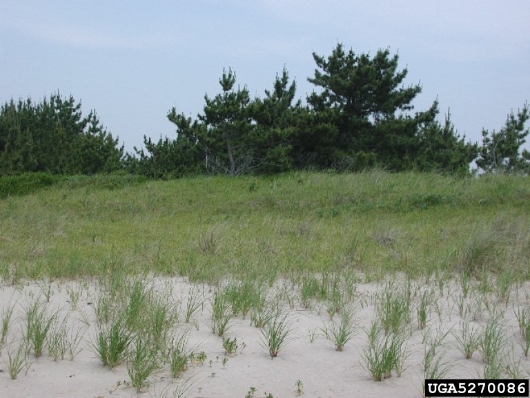 Japanese sedge (Carex kobomugi Ohwi)
