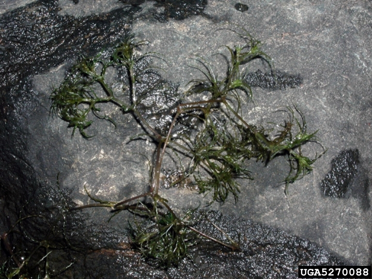 brittleleaf naiad (Najas minor)