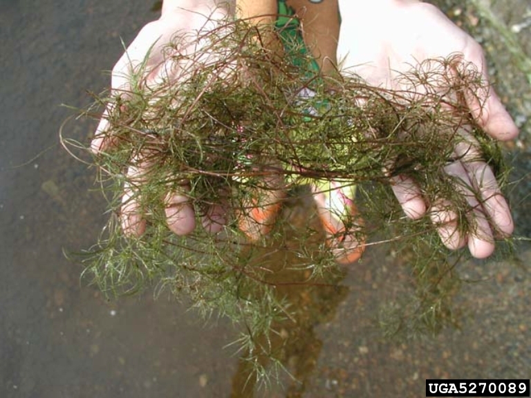 brittleleaf naiad (Najas minor)