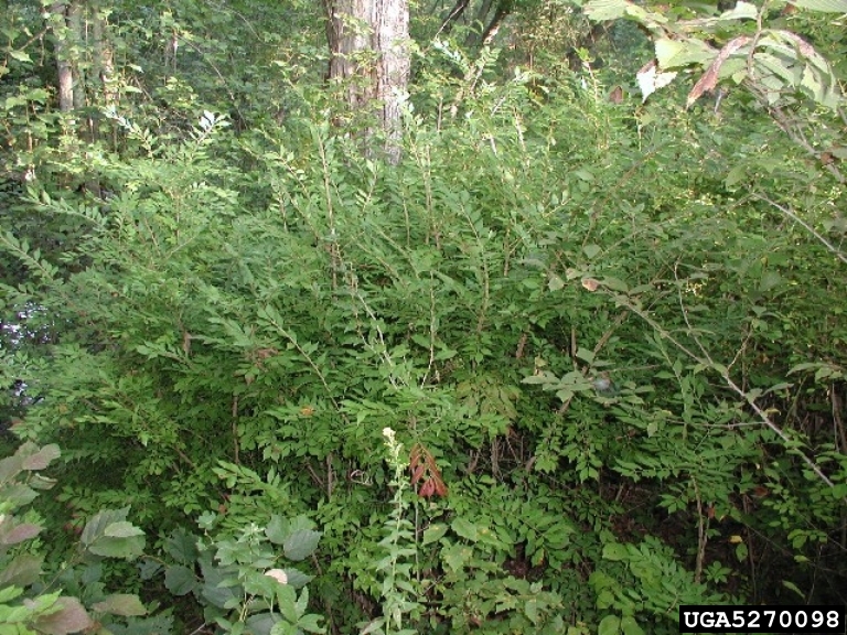 winged burning bush (Euonymus alatus (Thunb.) Sieb.)