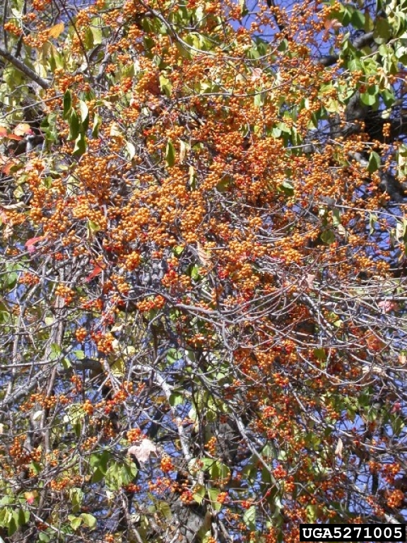 round leaf bittersweet (Celastrus orbiculatus)