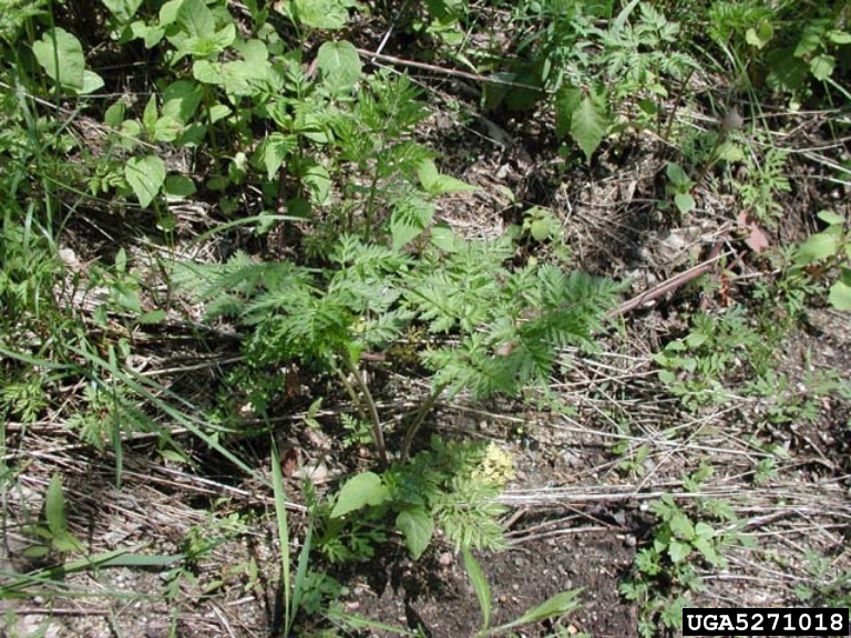 wild chervil (Anthriscus sylvestris (L.) Hoffmann)