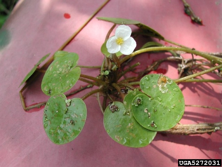 European frog-bit (Hydrocharis morsus-ranae L.)