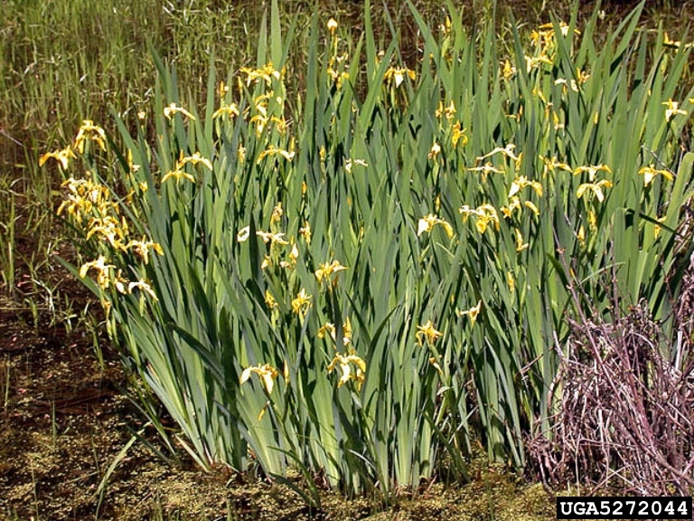 pale yellow iris, yellow flag iris (Iris pseudacorus)