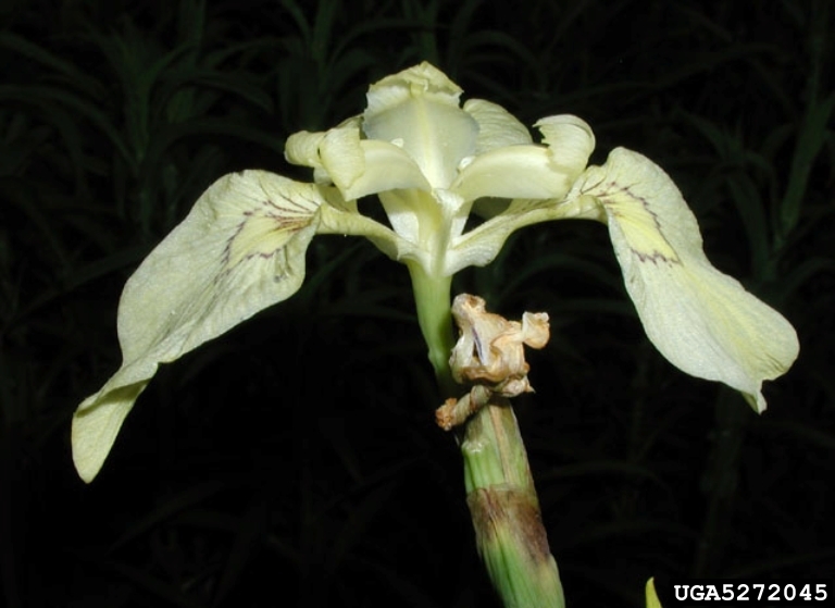 pale yellow iris, yellow flag iris (Iris pseudacorus L.)